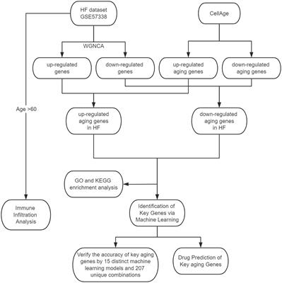 Frontiers | Identification and validation of aging-related genes in heart failure based on ...